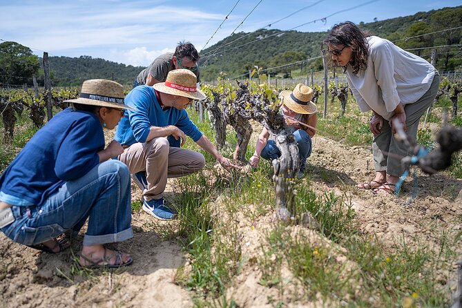 Private Full Day Pic Saint Loup Wine and Olive Tour with Lunch from Montpellier - Who Will Love This Experience?