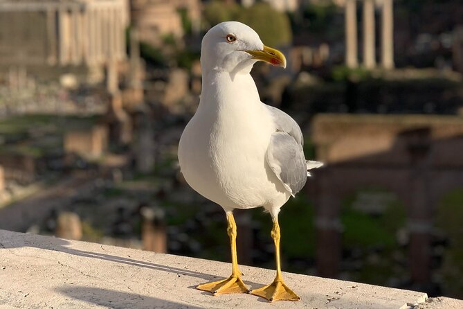 Private Full Day Rome Tour - Licensed Tour Guide, Executive Car - Customer Experiences and Feedback