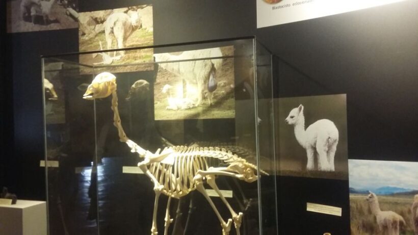 Private Full-Day Sacred Valley & Alpaca Farm Tour - Key Points