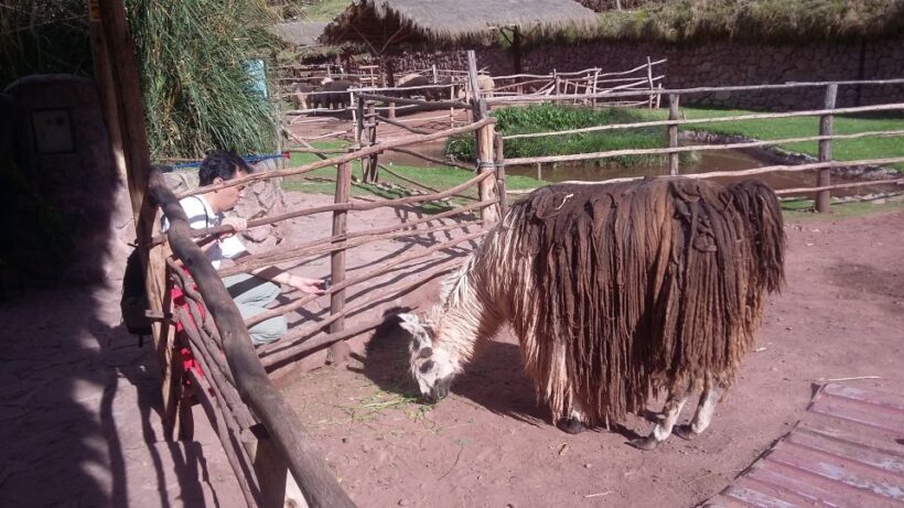 Private Full-Day Sacred Valley & Alpaca Farm Tour - Reflection on Value and Comfort