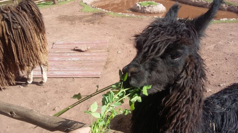 Private Full-Day Sacred Valley & Alpaca Farm Tour - FAQ