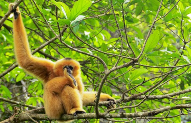 Private Full Day Tam Coc, Cuc Phuong National Park W/ Lunch - Introduction