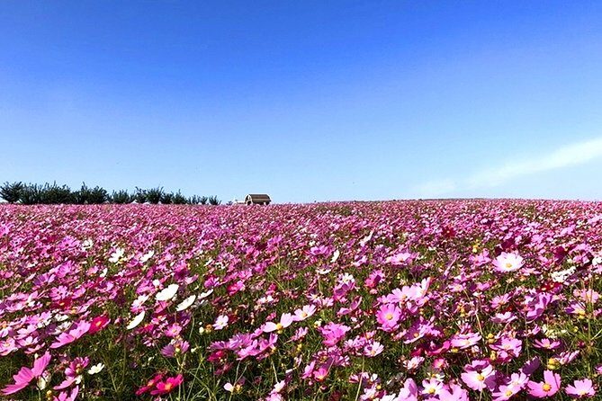 Private Full day Tour Anseong Farm Land with Gwangmyeong Cave - Introduction