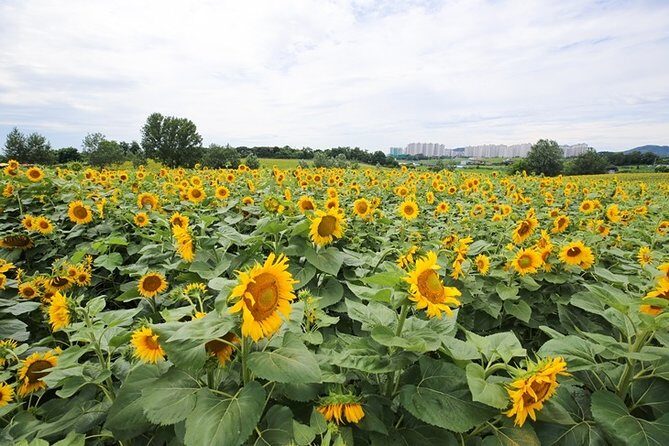 Private Full day Tour Anseong Farm Land with Gwangmyeong Cave - Authentic Experiences and Authenticity
