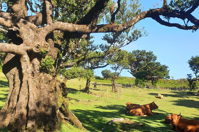 Private Full Day Tour by Jeep 4x4 West Side Madeira - Final Thoughts