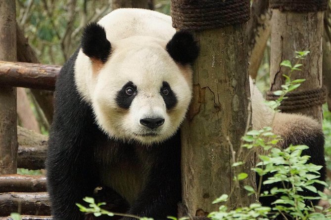 Private Full-Day Tour: Chengdu City Highlights - Practical Details and What to Expect