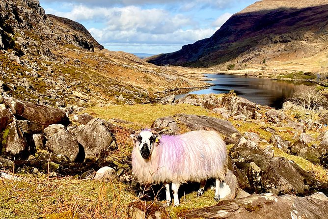 Private Full Day Tour From Killarney - Ring of Kerry/Skellig - Cost and Value: Is It Worth It?