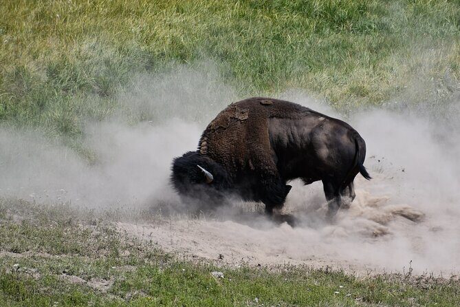 Private Full Day Tour of Yellowstone's Natural Wonders - Who Will Love This Tour?