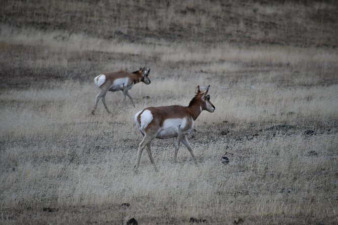 Private Full Day Tour of Yellowstone's Natural Wonders - Frequently Asked Questions