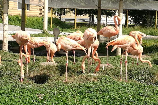 Private Full Day Tour to Harbin Beifang Forest Zoo and Optional Seafood Dinner - Key Points