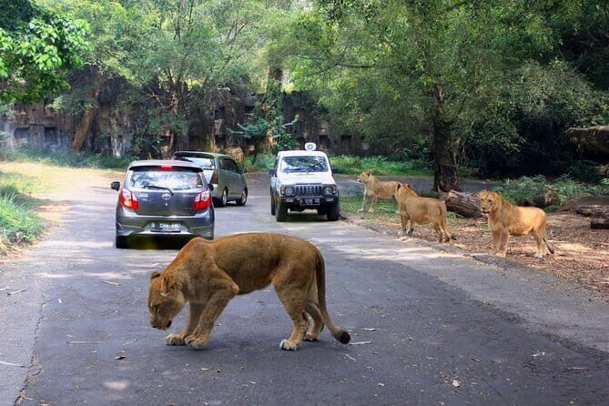 Private Full Day Trip to Taman Safari From Jakarta - Introduction
