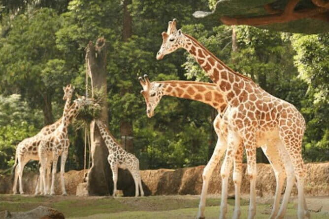 Private Full Day Trip to Taman Safari From Jakarta - Key Points