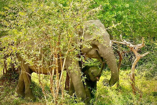 Private Full Day Udawalawe Safari Trip with Lunch - Authentic Traveler Feedback