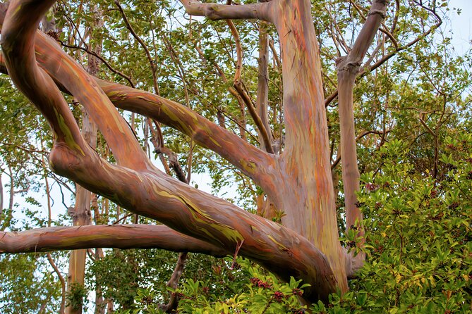 Private Full-Day Waterfall Beach and Jungle Tour of Maui - Customer Reviews and Testimonials