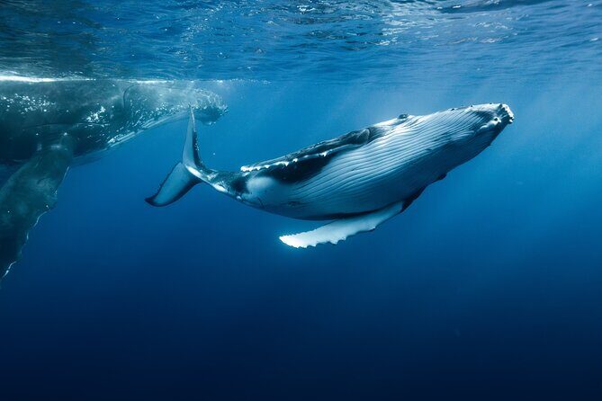 Private full day whale watching tour with lunch - Introduction