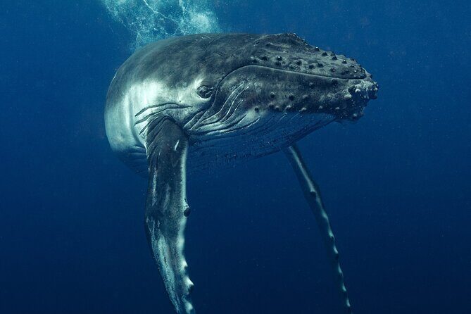 Private full day whale watching tour with lunch - The Sum Up