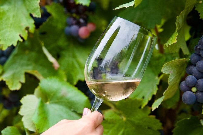 Private Full Day Wine Tasting Tour from Lisbon to Setubal - Who Will Love This Experience?