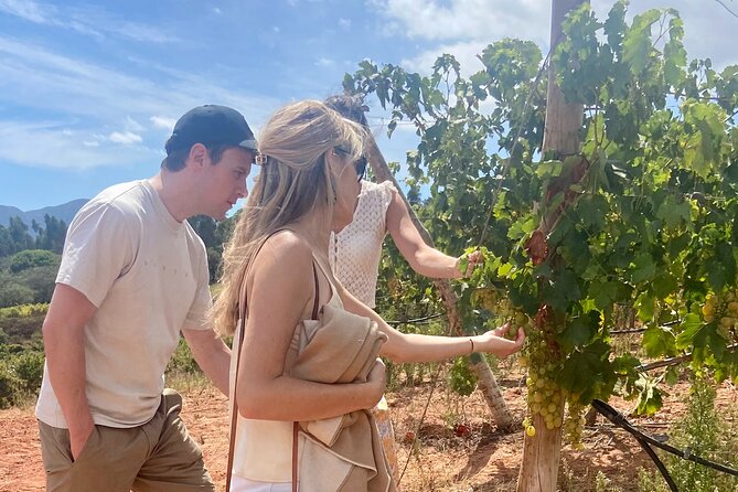 Private Full-Day Wine Tour Arrábida From Lisbon With Tastings - Tour Inclusions