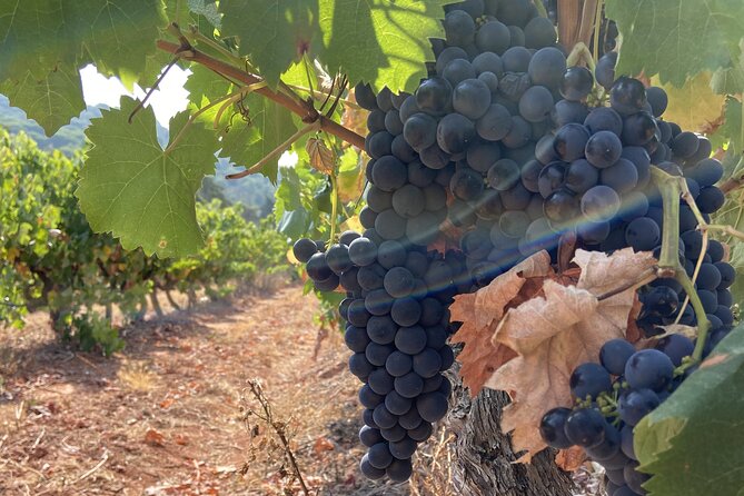 Private Full-Day Wine Tour Arrábida From Lisbon With Tastings - Booking Information