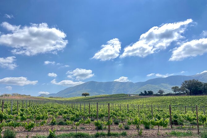 Private Full-Day Wine Tour Arrábida From Lisbon With Tastings - Cultural Immersion in Lisbons Countryside