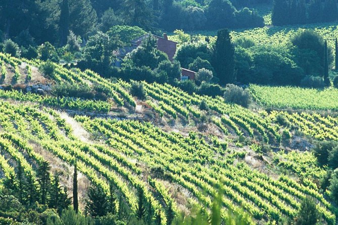 Private Full Day Wine Tour in Provence - Essential Tips for Your Wine Tour