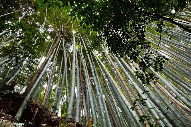 Private Fushimi Red Gates & Secret Bamboo Mountain Trekking Tour - Booking Information