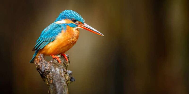 Private Galle and Bentota Day-Tour From Colombo - FAQ