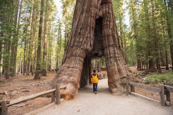 Private Giant Sequoia Grove Hike - An In-Depth Look at the Giant Sequoia Grove Hike
