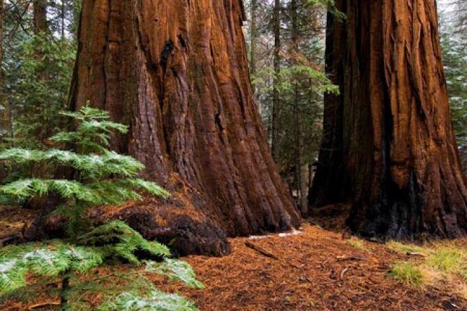 Private Giant Sequoia Grove Hike - FAQ