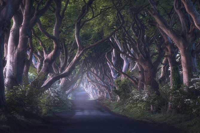 Private Giants Causeway Express Tour from Belfast - Who Should Consider This Tour?