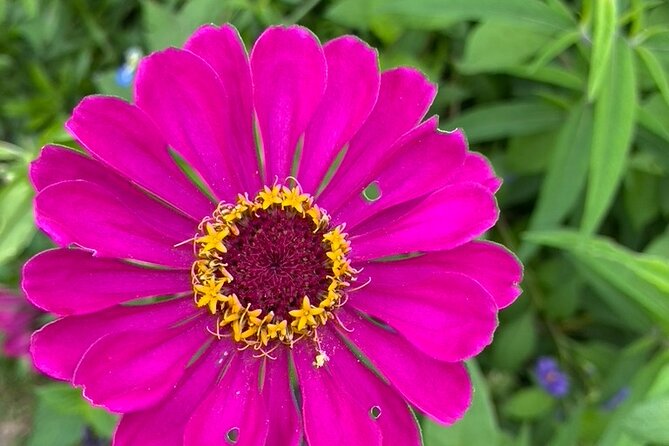 Private Giverny Roundtrip and Entrance Ticket from Paris - Who Should Consider This Tour?