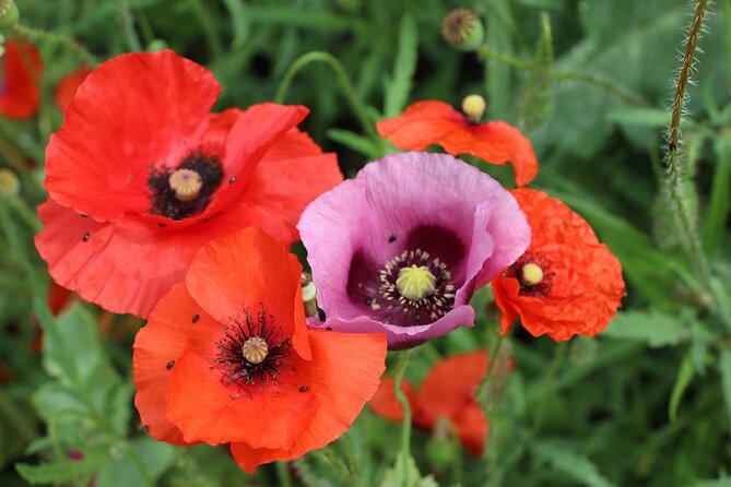 Private Giverny Roundtrip and Entrance Ticket from Paris - FAQs