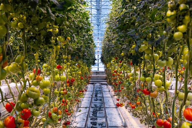 Private Golden Circle & Blue Lagoon Transfer (Up to 8 pax) - Final Thoughts