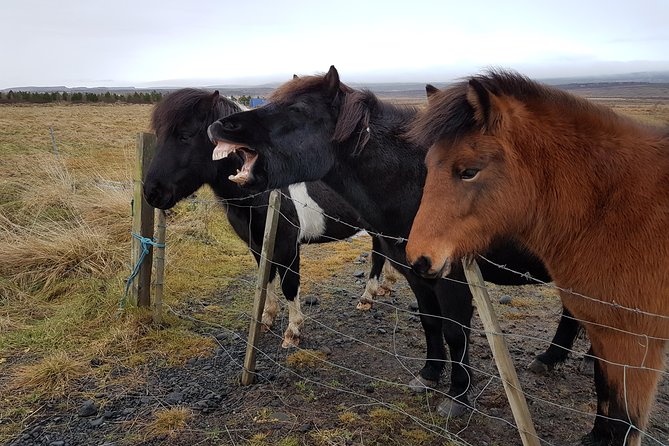 Private Golden Circle Thingvellir,Geysir,Gullfoss,Fridheimar - Final Thoughts