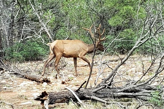 Private Grand Canyon Sightseeing Tour from Williams Tusayan GCV - FAQs