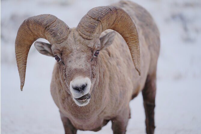 Private Grand Teton Winter Wildlife Safari with Picnic Lunch - What to Expect on the Wildlife Safari