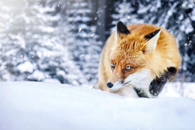Private Grand Teton Winter Wildlife Safari with Picnic Lunch - Pricing and Value