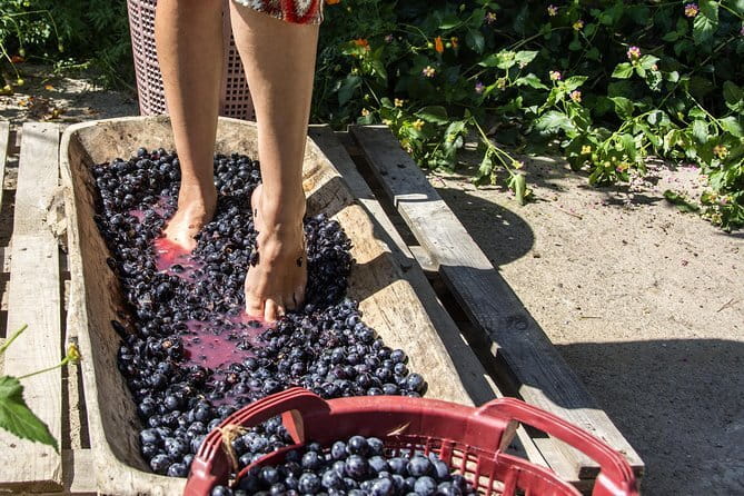 Private Grape stomping in Chianti from Florence - An Authentic Taste of Tuscany: What the Tour Offers