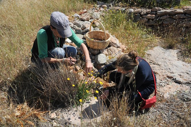 Private Greek Cooking Class and Foraging Experience in Syros - Foraging for Local Ingredients