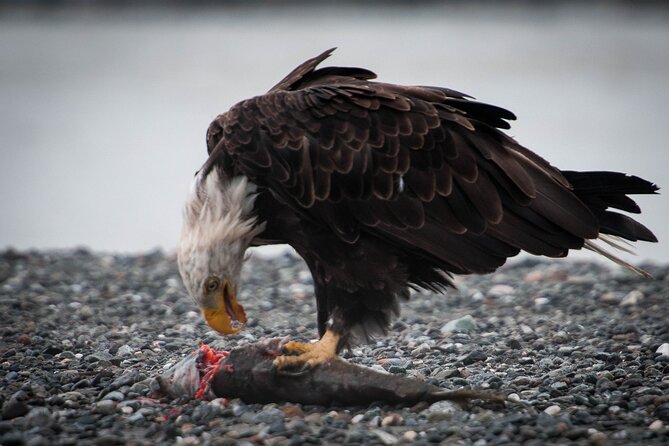 Private Group Eagle Preserve Float Trip in Haines - Wildlife Encounters in the Preserve