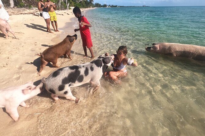 Private GroupTour Pigs/Turtles/Snorkeling/Lunch/Pickup/Dropoff - An In-Depth Look at the Experience