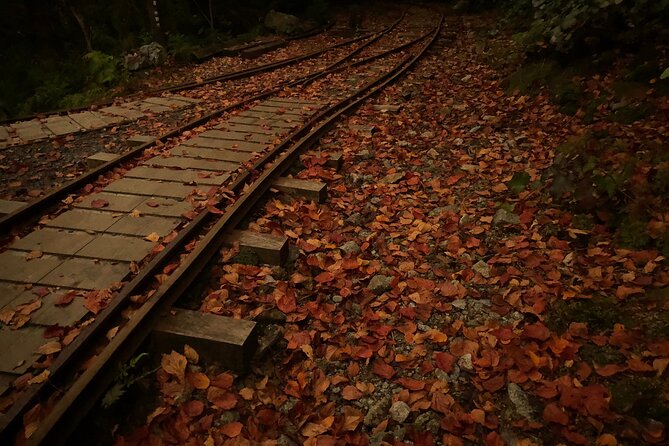 [Private Guide & Plan With Bento] Lets Walk in the Forest of Thousands of Years of Age! Jomon Cedar Day Trip Trekking [Special Lunch With Yakushima Ingredients! ] - Schedule and Availability