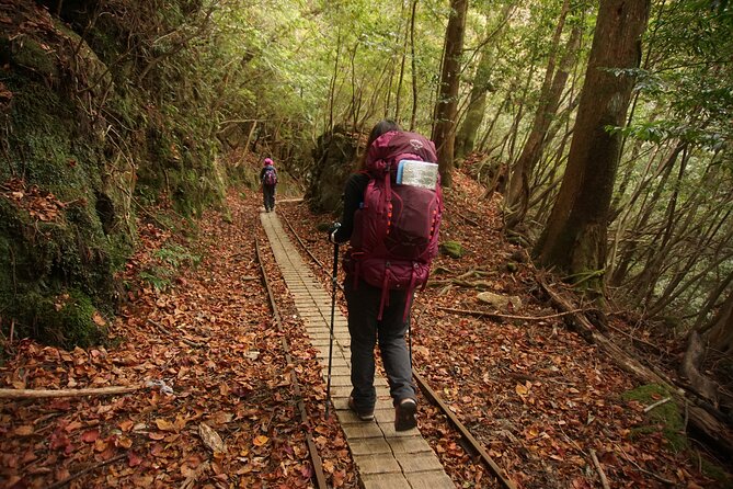 [Private Guide & Plan With Bento] Lets Walk in the Forest of Thousands of Years of Age! Jomon Cedar Day Trip Trekking [Special Lunch With Yakushima Ingredients! ] - Special Lunch With Yakushima Ingredients