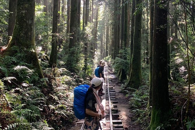 [Private Guide & Plan With Bento] Lets Walk in the Forest of Thousands of Years of Age! Jomon Cedar Day Trip Trekking [Special Lunch With Yakushima Ingredients! ] - Common Questions