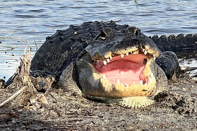 Private Guided Airboat Tour in Everglades, Fort Lauderdale - Exploring the Everglades: A Deep Dive into the Tour