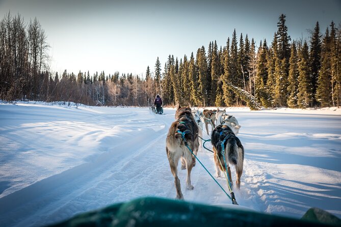 Private Guided Dog Sledding on the Historic Yukon Quest Trail - What to Expect on Your Tour