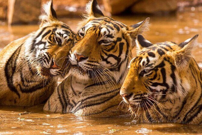 Private Guided Full-Day Ranthambore National Park Tour from Jaipur - Key Points