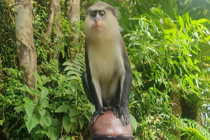 Private Guided Grenada Island Tour "BY THE HOUR" - Frequently Asked Questions