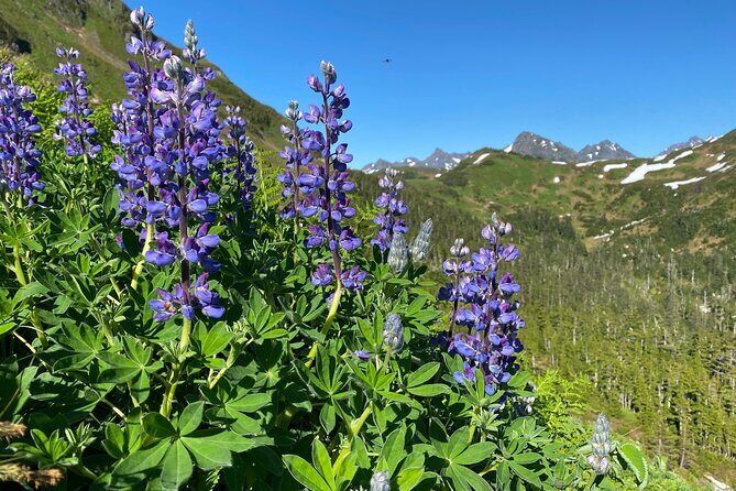 Private Guided Hike in Sitka, Alaska - Who Will Love This Tour?
