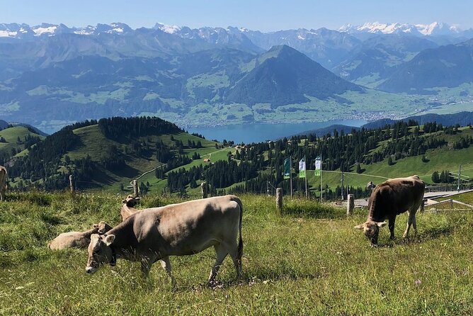 Private Guided Hike on Mt. Rigi with Farm Visit and BBQ - The Sum Up